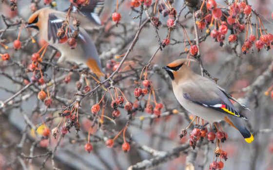 Wallpaper bird, whistler, bohemian, section Animals, size 1920х1080 ...